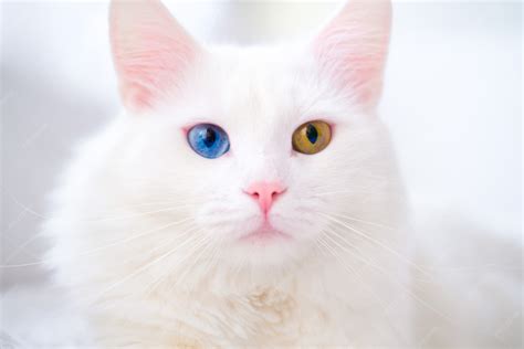 Gato Blanco Con Ojos De Diferentes Colores Angora Turca Van Kitten