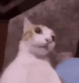 Funny Cats Meme  Funny Cats Funny Meme Discover And Share S