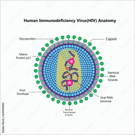 Hiv Virus Structure Viral Infection Hiv Aids Sexually Transmitted