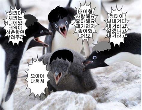 투디갤 웹툰 페이백 갈매기짤에 이은 패션 펭귄짤ㅋㅋ