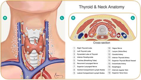Minimally Invasive Thyroidectomy Larian Md