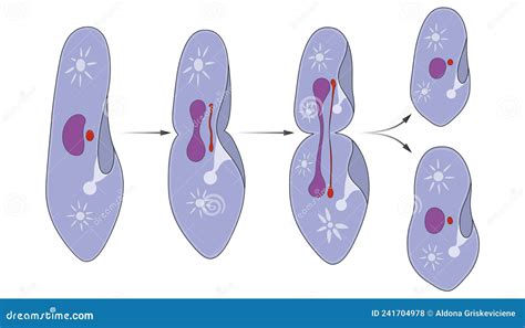Paramecium Asexual Reproduction Scheme Protozoa Transverse Paramecium