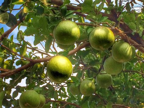 14 Macam Macam Jeruk Di Seluruh Dunia Dan Cirinya