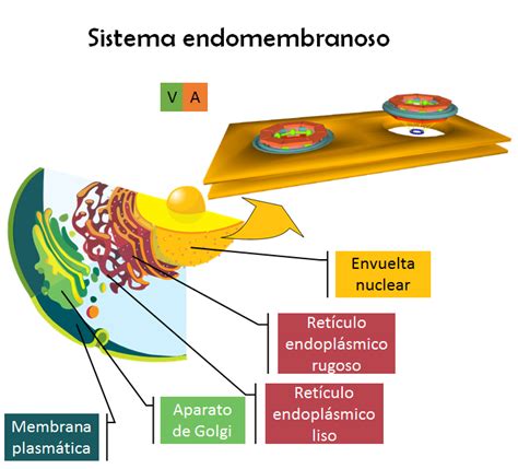 BiologÍa Molecular Y Celular Sistema Endomembranas