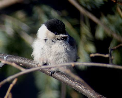 Baekdu Birds Korea Blog