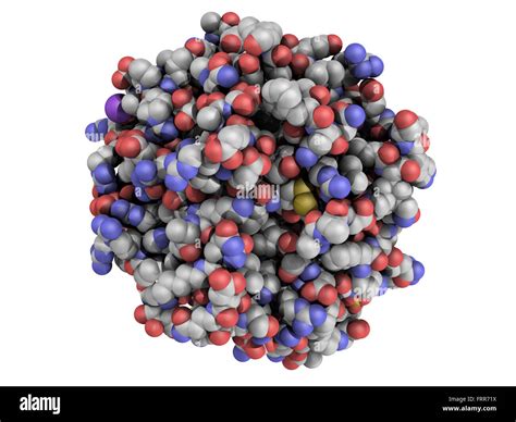 Structure Of Thrombin Blood Clotting Enzyme Human Alpha Thrombin