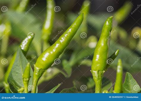 Small Green Chillies Also Known As Capsicum Annuum Chilli Peppers And Capsicum Frutescens