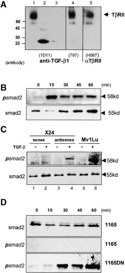 An Intracellular Tgf βtβrii Complex A Lysates Of Dss Treated Whole