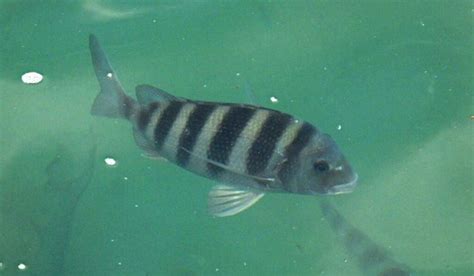 Ultimate Guide To Fishing For Sheepshead