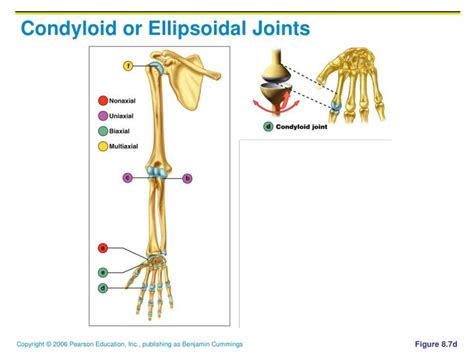 Condyloid Joint With Examples At Michael Holcomb Blog