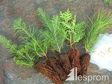 Austrian Black Pine Tree Seedlings 71 80