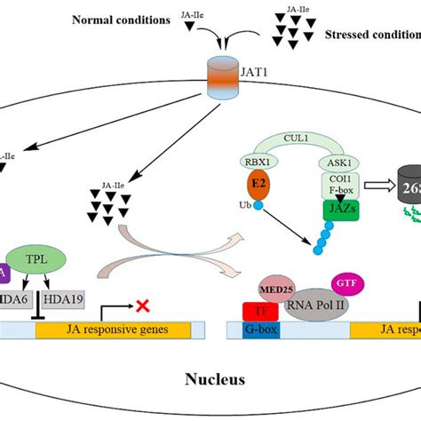 Pdf Jasmonic Acid Signaling Pathway In Response To Abiotic Stresses