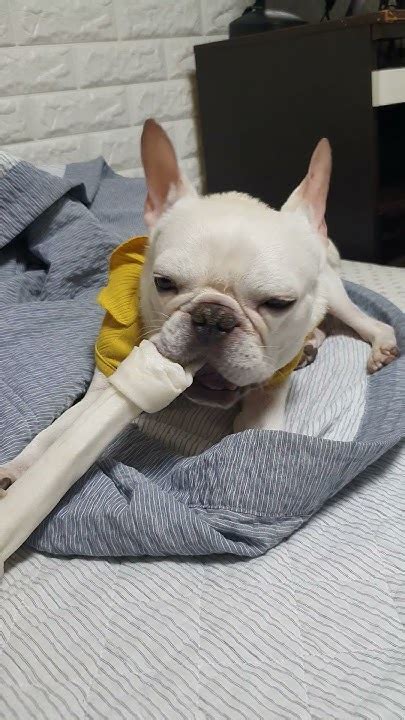 강아지 껌 Youtube