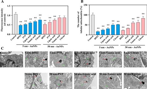 The Alteration Of Mitochondrial Morphology And Structure In Macrophages