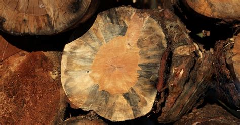 Bkp Beetle Killed Pine Sustainable Lumber Company