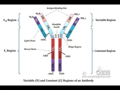 Structure And Types Of Antibody YouTube