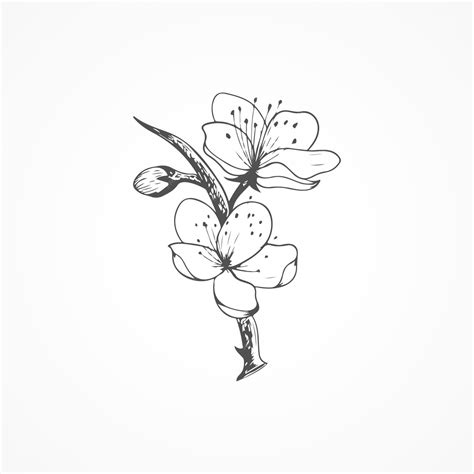Premium Vector Vector Cherry Blossom Sketch