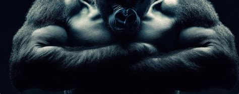Closeup Shot Of A Gorillas Powerful Chest And Arms Showcasing Strength And Muscular Detail In A