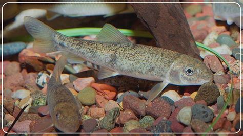 Janitor Fish Everything About Suckerfish