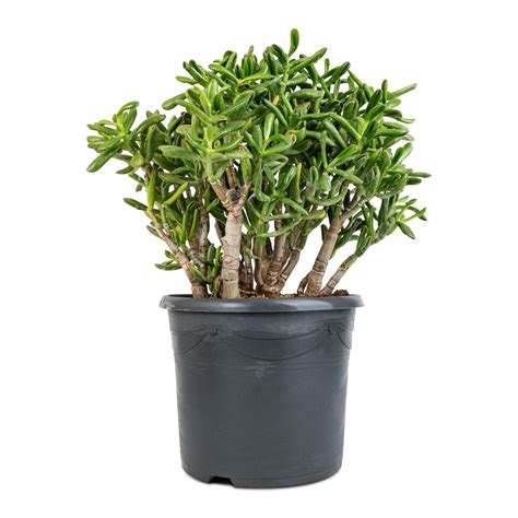 Crassula Gollum Jade Plant Crassula Ovata Gollum Tree Beaultiful