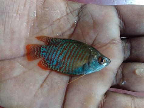 Monosex Tilapia C V Agro