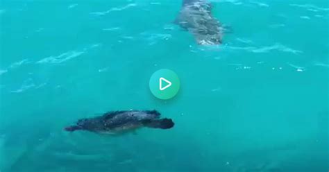 Turtle Protecting Itself Against Shark Attack Album On Imgur