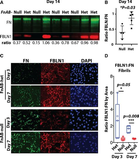 Alternative Splicing Of Fn Fibronectin Regulates The Composition Of