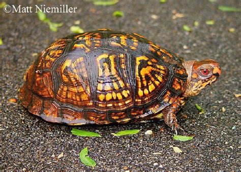 Box Turtle Shell Pattern
