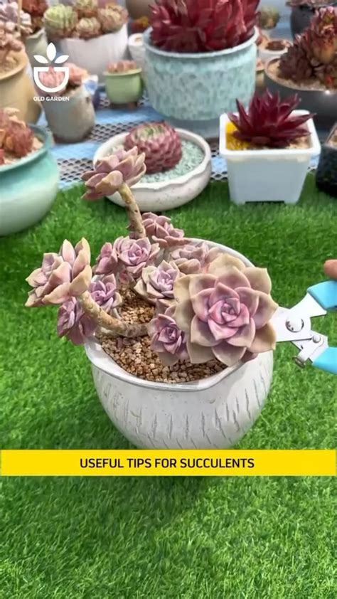Pin By Patty Moore On Hacks Succulent Garden Diy Succulent Gardening