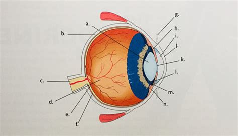 Aandp 2 Lab 1 Special Senses Flashcards Quizlet
