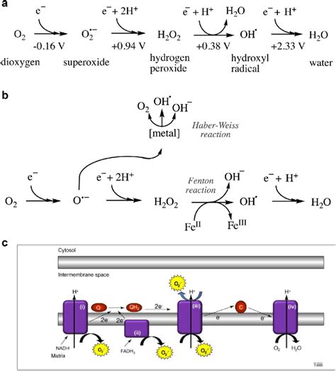 What Is Superoxide At Ben Morrow Blog