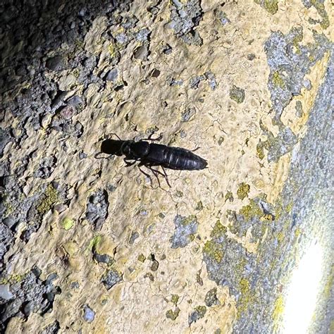 Long Black Bug In California R Whatsthisbug