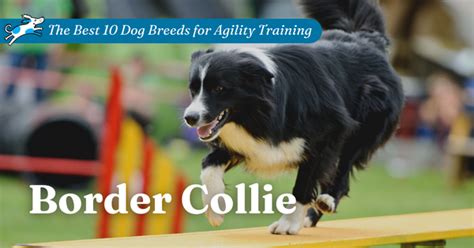The Top 10 Best Dog Breeds Ideal For Agility Training — Vital Pet Life
