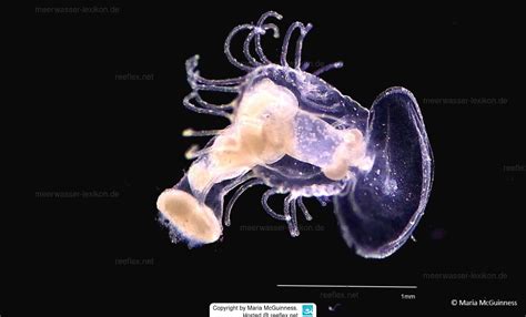 Phoronis Muelleri Common Elongated Horseshoe Worm Phoronid Worm