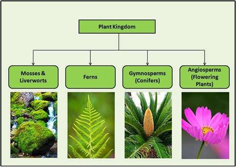 Phylum Plantae Classification Riset Riset