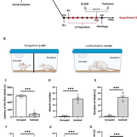 Effects Of Social Isolation On The Neuronal Density Of Acc A
