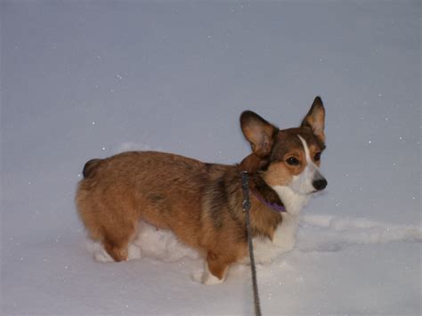 Sassy Of Texas The Daily Corgi