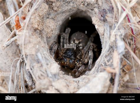 Lycosa Tarantula Female Immagini E Fotografie Stock Ad Alta Risoluzione