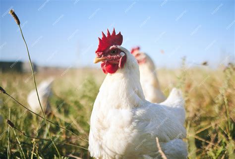 Premium Photo Nature Farming And Chickens In Field With Blue Sky In