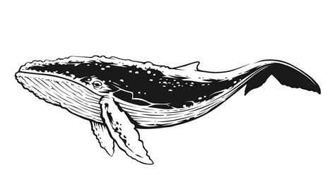 Whale Black And White Contrast Vector Art 327251 Vector Art At Vecteezy