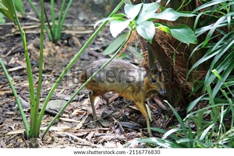 9 Imágenes De Javan Mouse Deer Imágenes Fotos Y Vectores De Stock Shutterstock