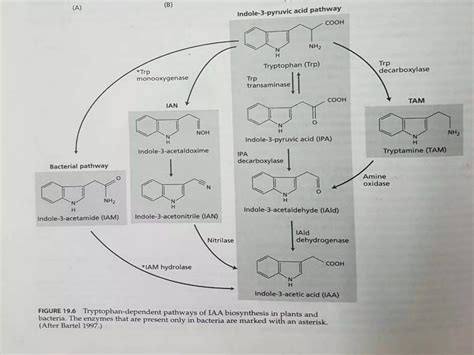 Plant Hormone Auxin Pptx