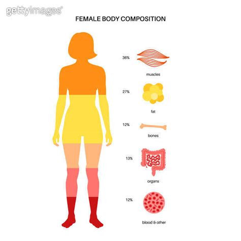 Human Body Composition 이미지 1359908839 게티이미지뱅크