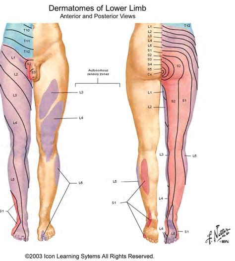Dermatome Of Lower Extremity Heel Dermatomes Chart And Map