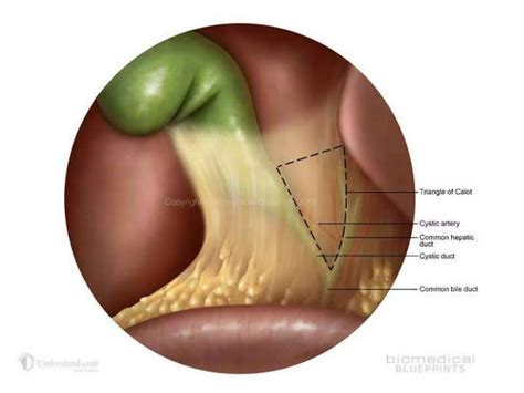 Gall Bladder Anatomo Physiology Pptx
