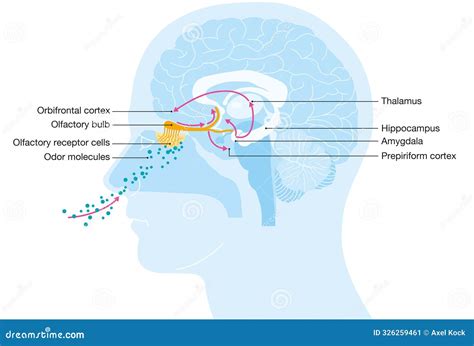 Sense Of Smell Illustration Of The Olfactory Region Labeled Stock Illustration Illustration