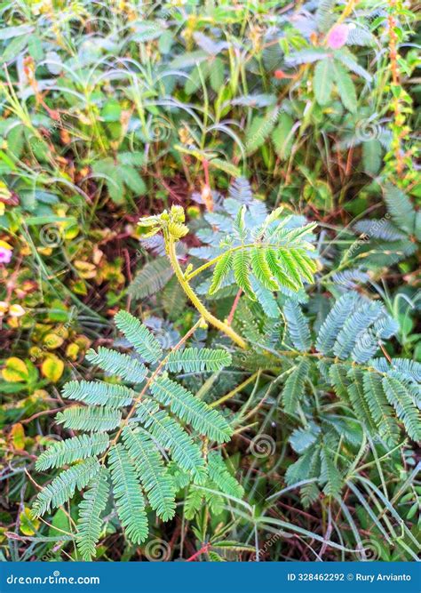 It Is Commonly Known As The Giant Sensitive Plant Giant False