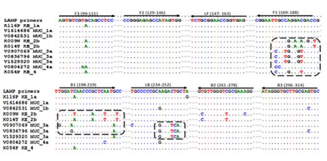 Evaluation Of A Reverse Transcriptase Rt Loop Mediated Isothermal
