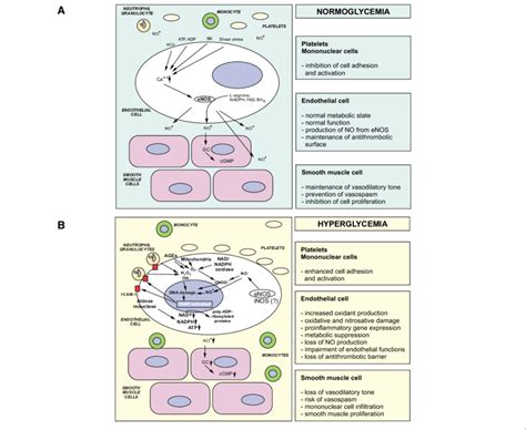 A Normal Endothelial Function In Normoglycemia The Vascular Tone Is