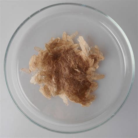 Bioplastic Projects Made From Algae Corn Starch And Other Natural Products